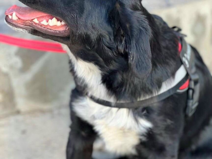 Собака, молодой кобель в хорошие руки