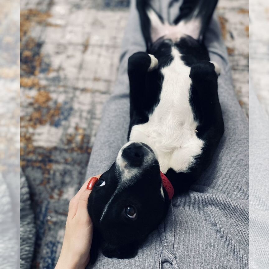 Джек-рассел-терьер, щенок