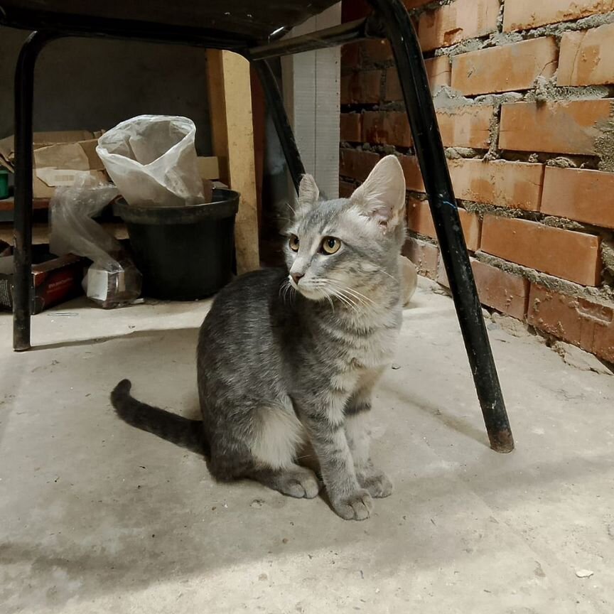 Котенок в добрые руки