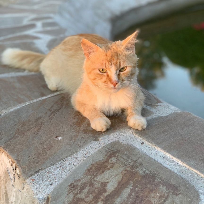 Кот в добрые руки
