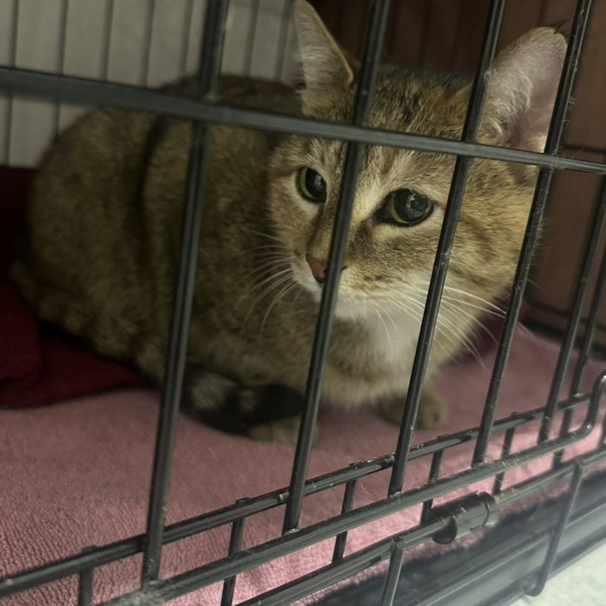 Взрослая, кошка в добрые руки