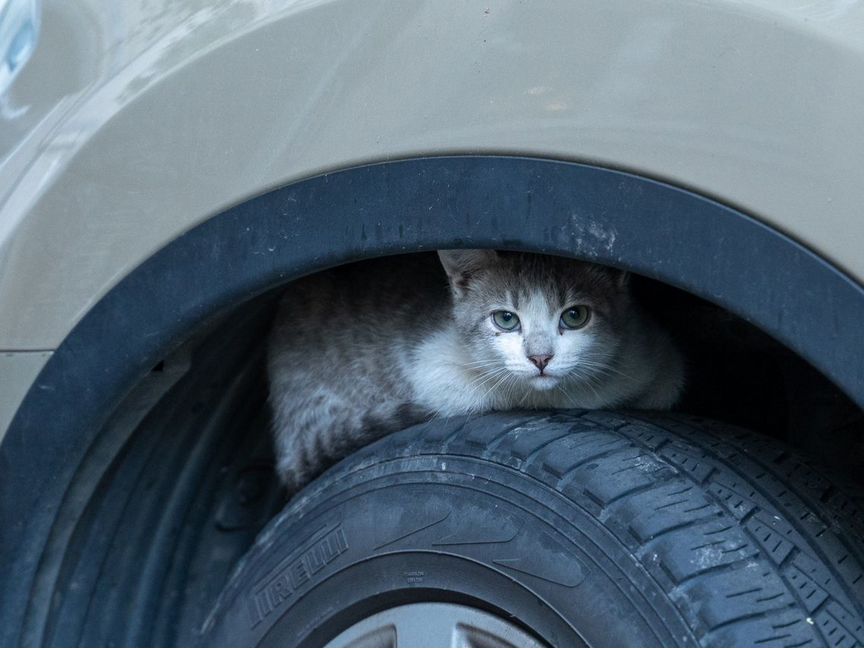 Просто котенок