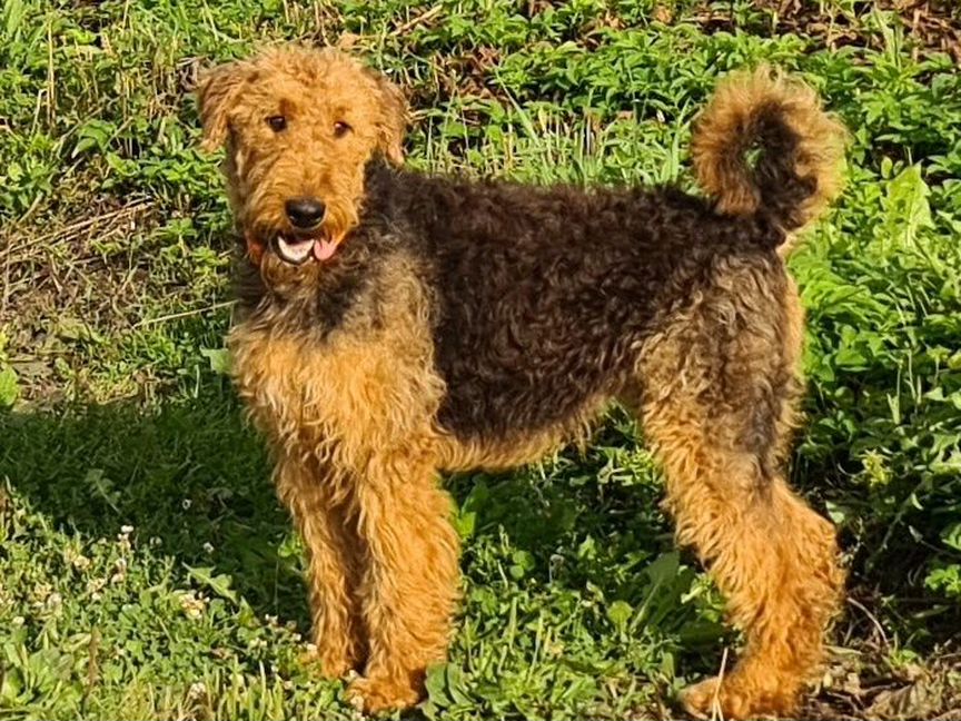 Эрдельтерьер ищет нового хозяина