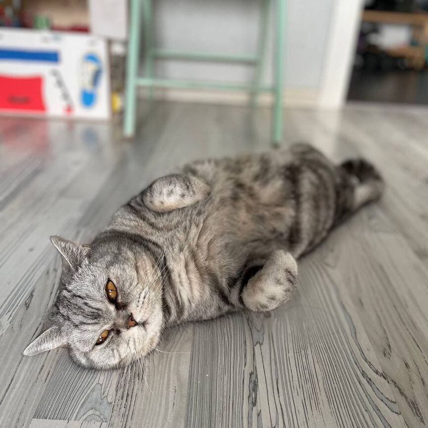 Кот породы шкотищ страйт