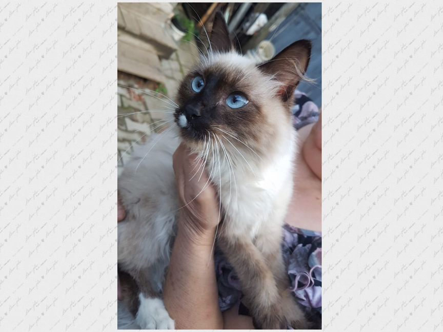 Кошечка Клёпа, в надежде на чудо