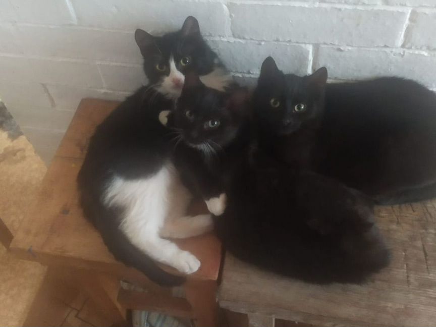 Котята выживают на даче