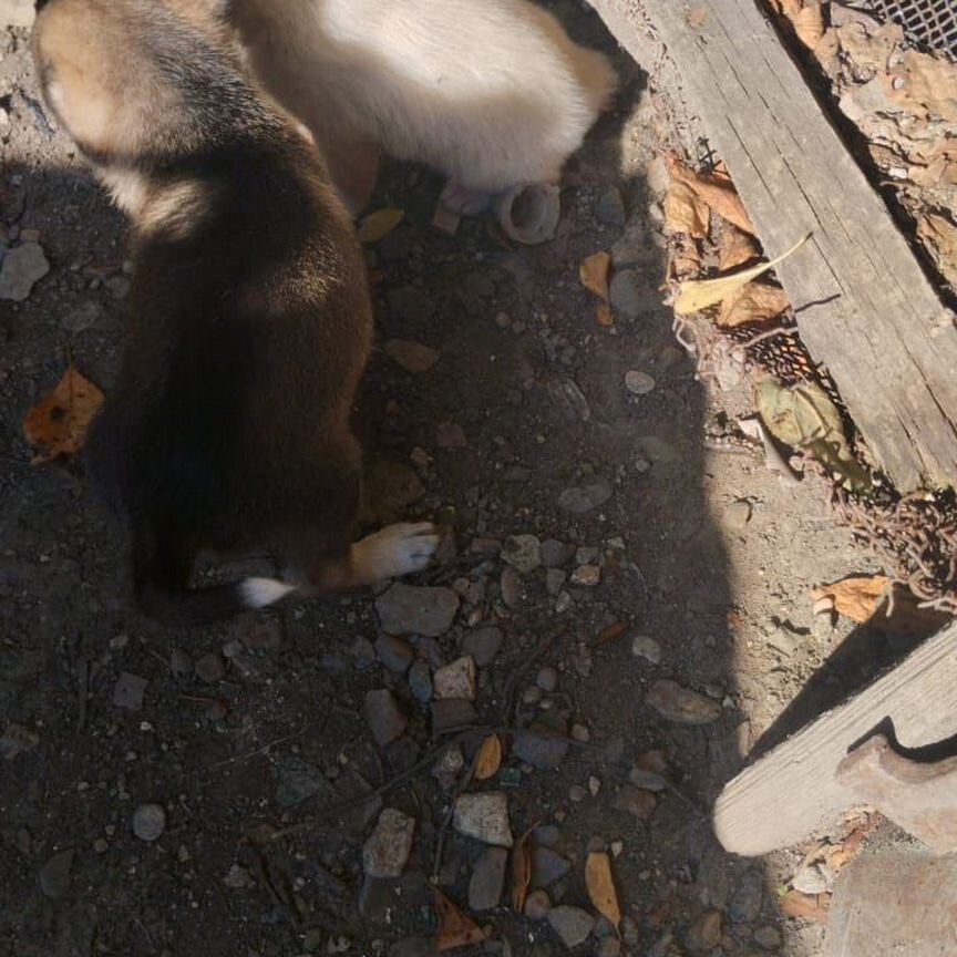 Шенки в добрые руки