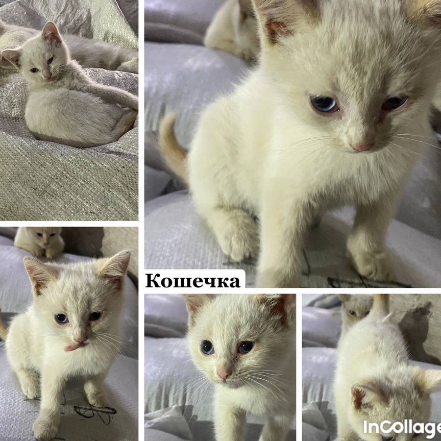 Белые, голубоглазые котята