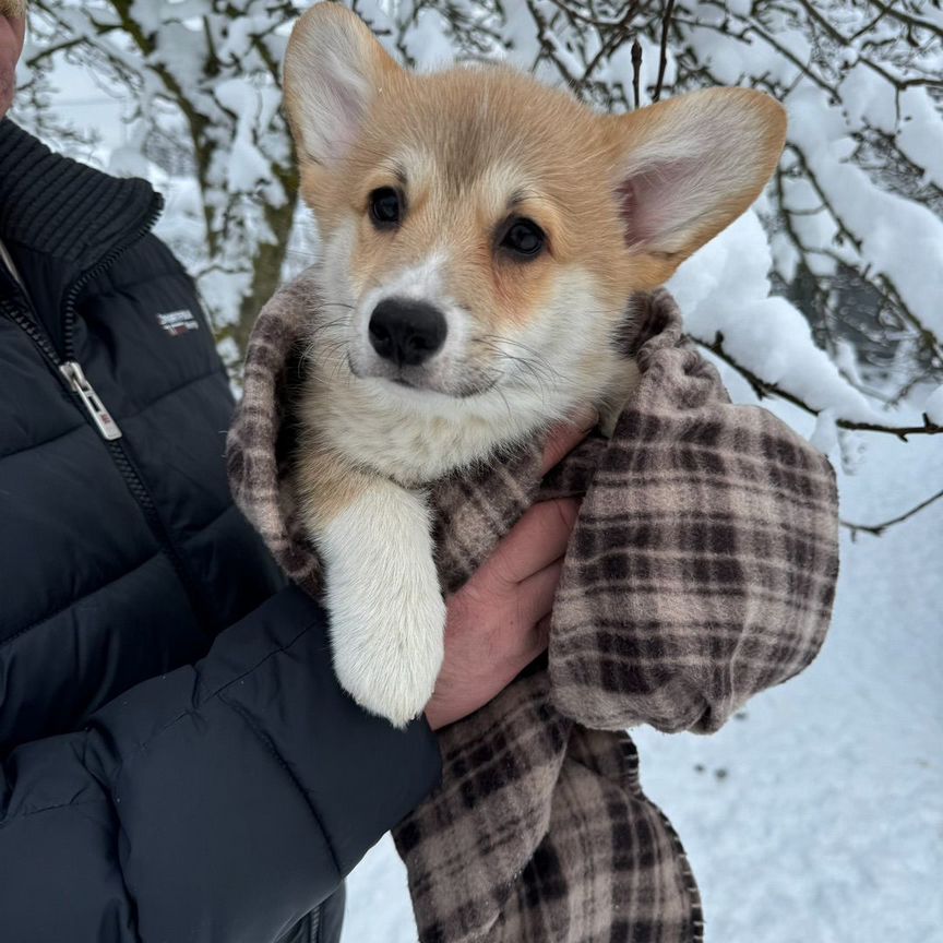 Вельш-корги щенки