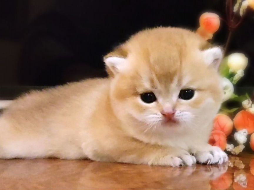 Британские котята - супер щекастый мальчишка