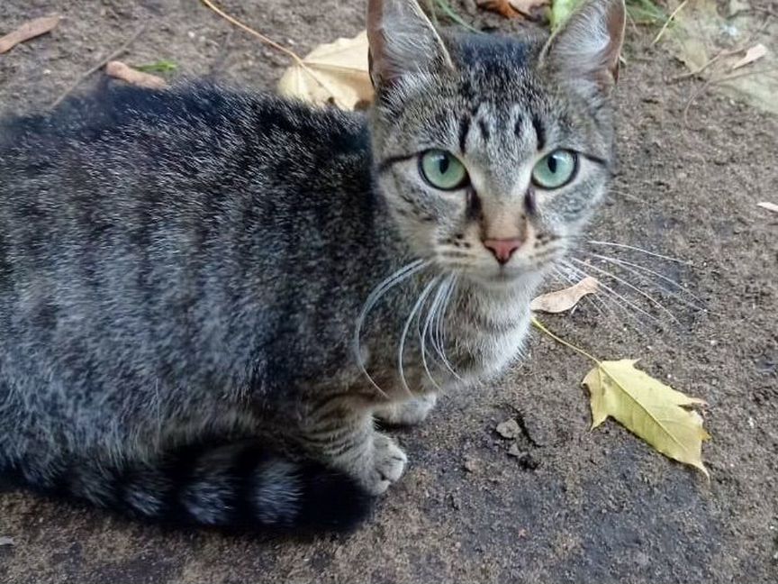 Милая кошечка живет под машиной на улице