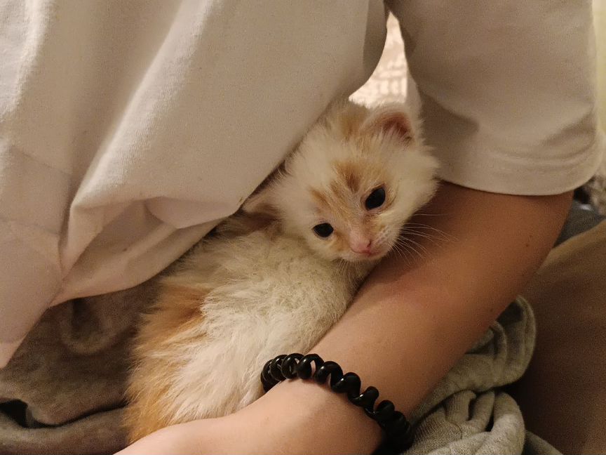Котëнок в добрые руки