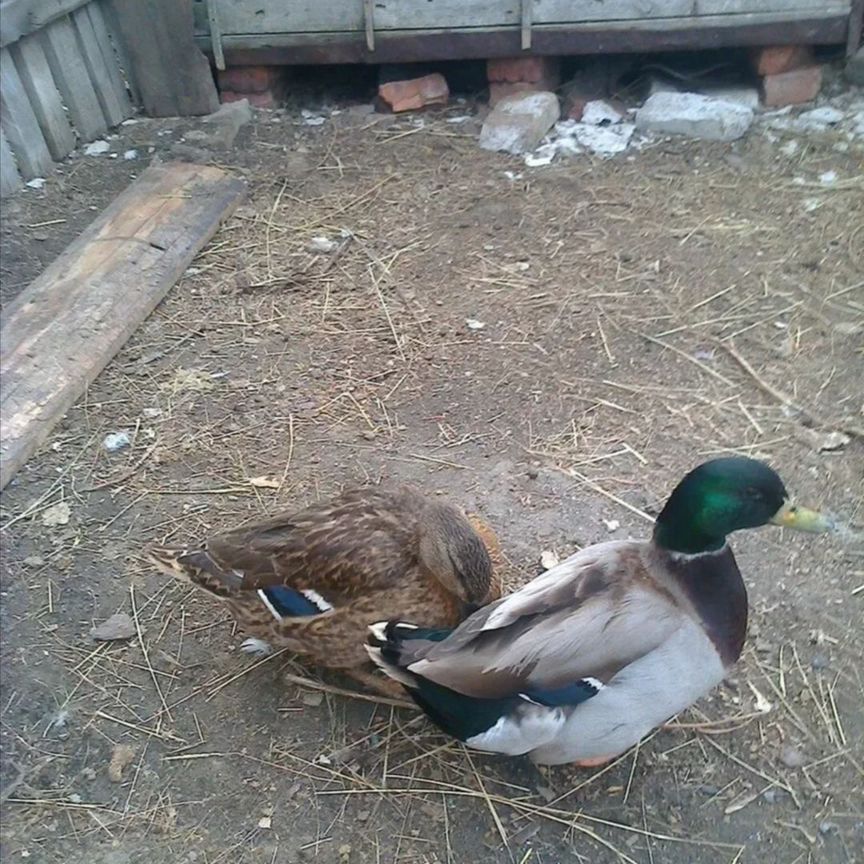 Дикая утка кряква