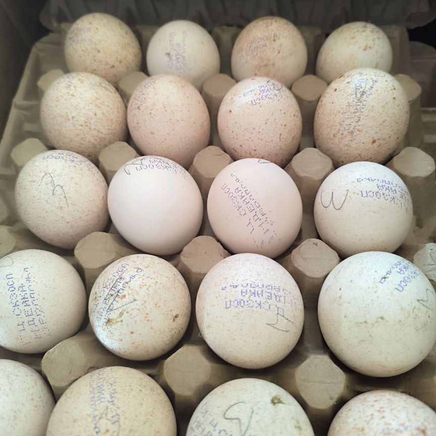 Инкубационное яйцо и молодняк птицы