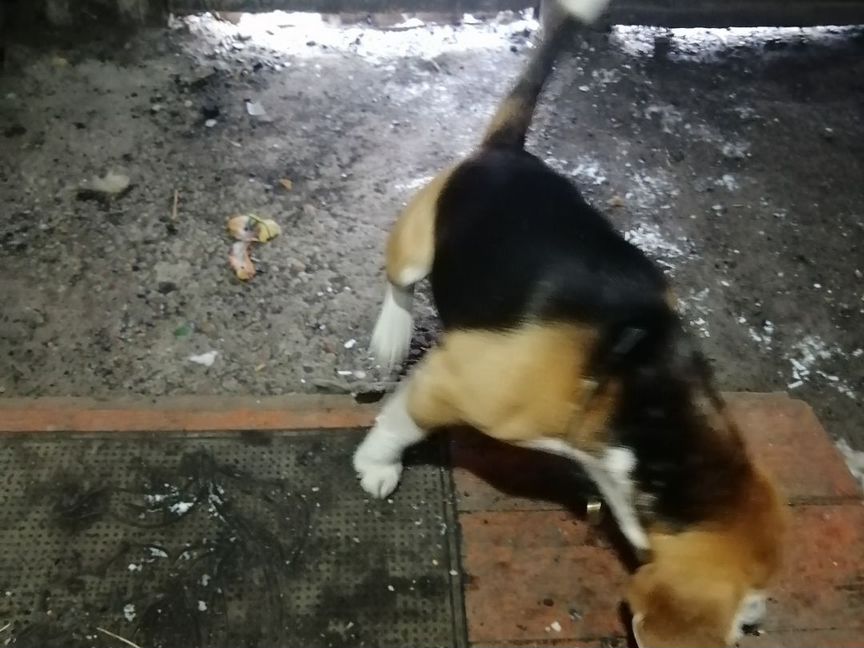 Найден Бигль