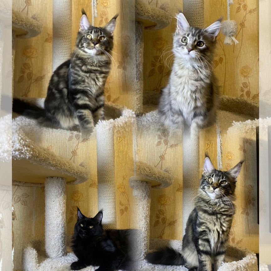 Мейн-кун котёнок