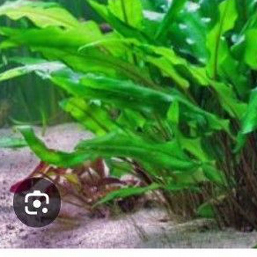 Аквариумное растение