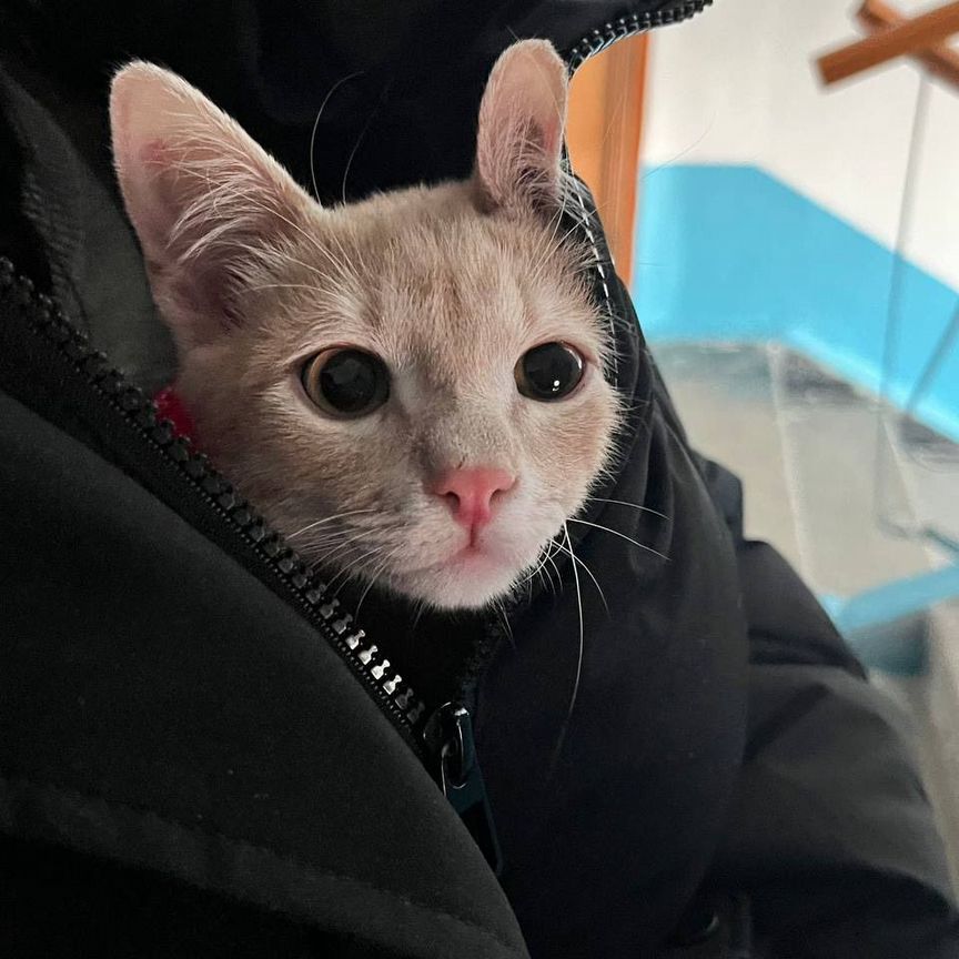 Котенок в добрые руки