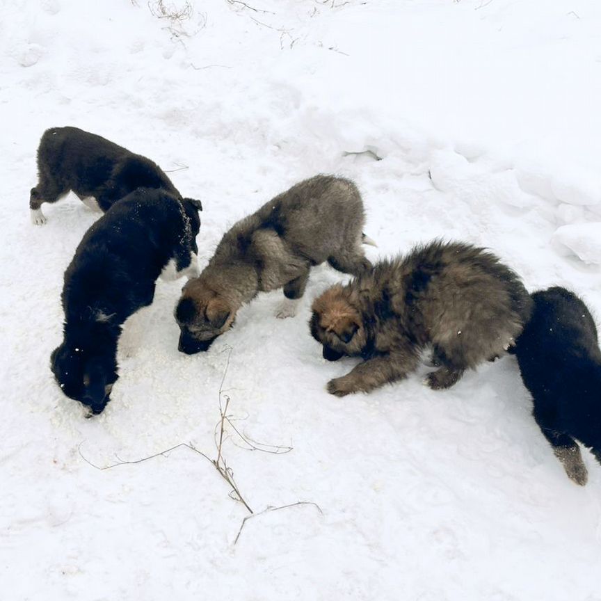 Бездомные собаки