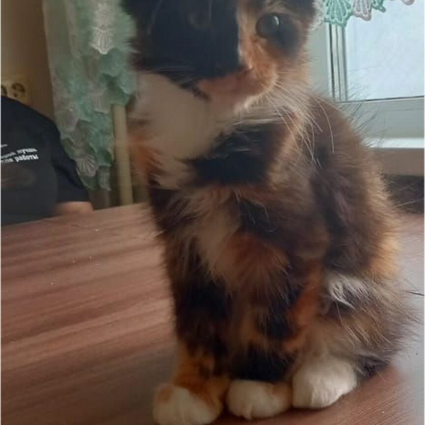 Котенок майкун