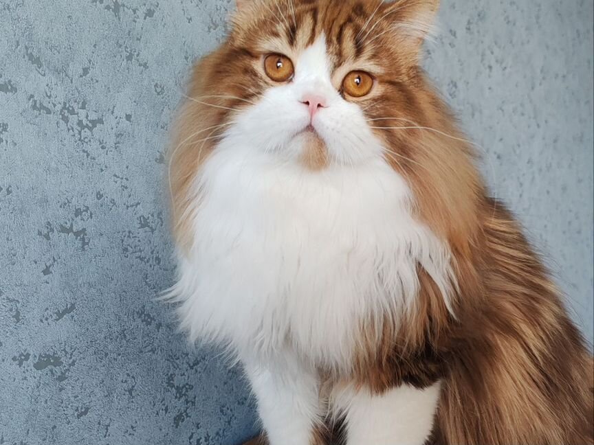 Хайленд страйт