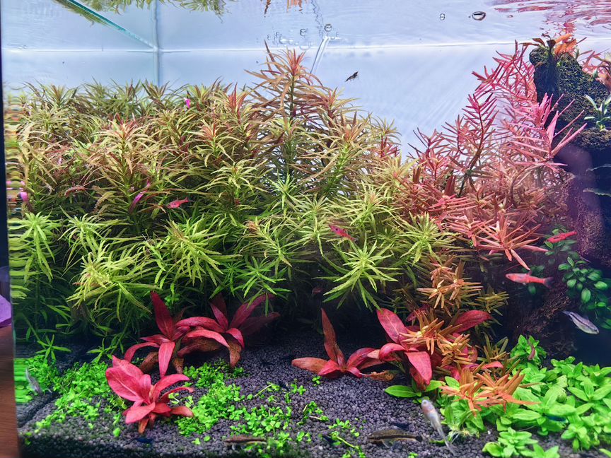 Лимнофила ароматика