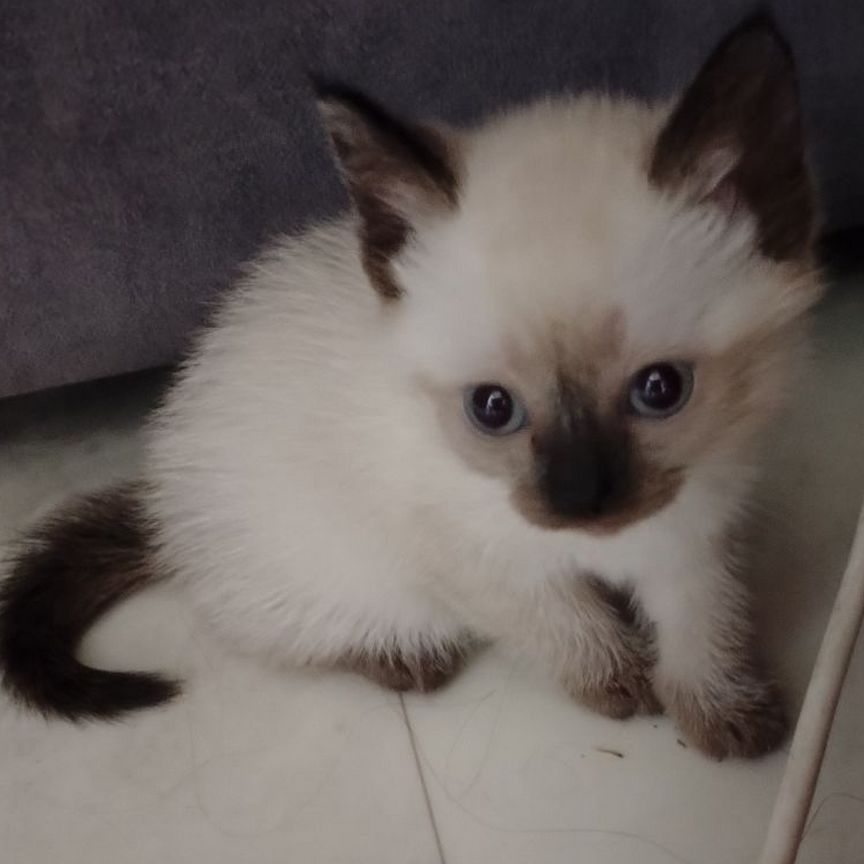 Сиамский котёнок