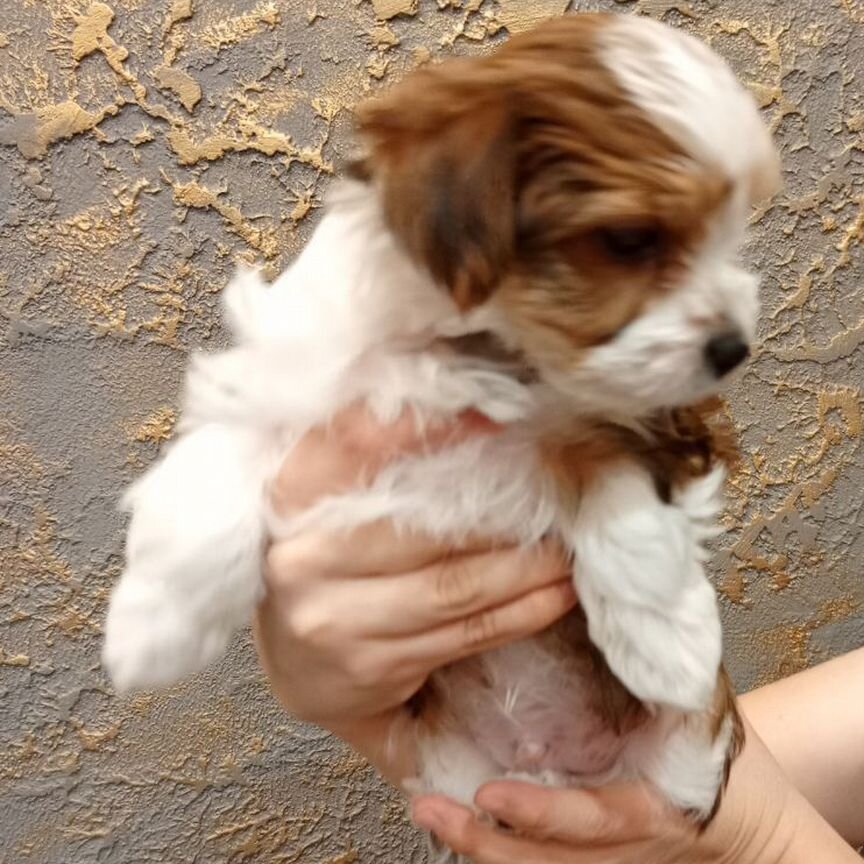 Бивер-йоркширский терьер, щенок