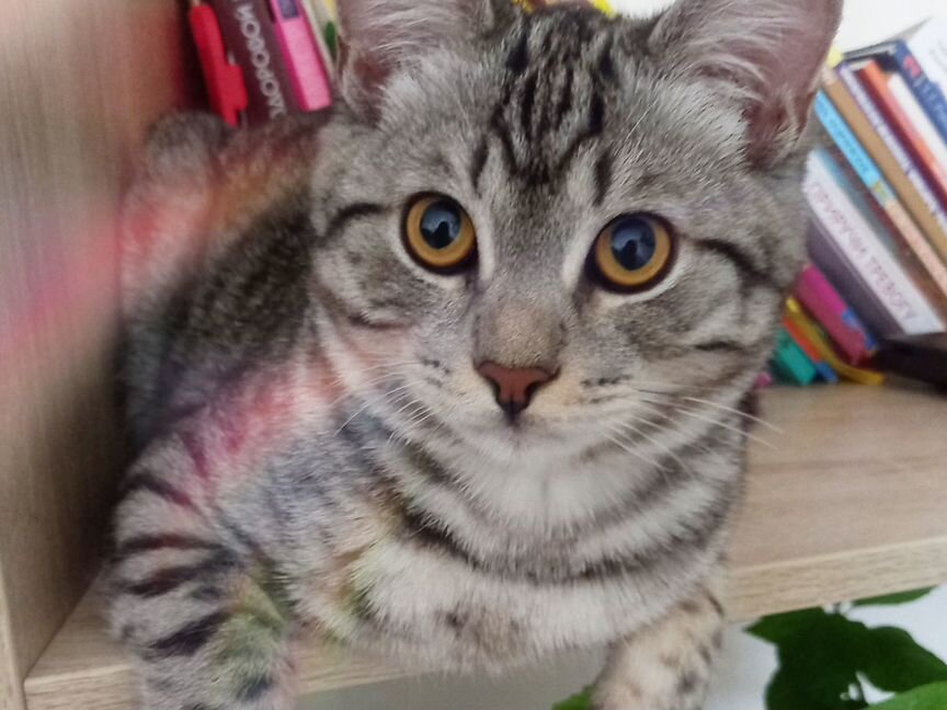 Котенок 6 месяцев