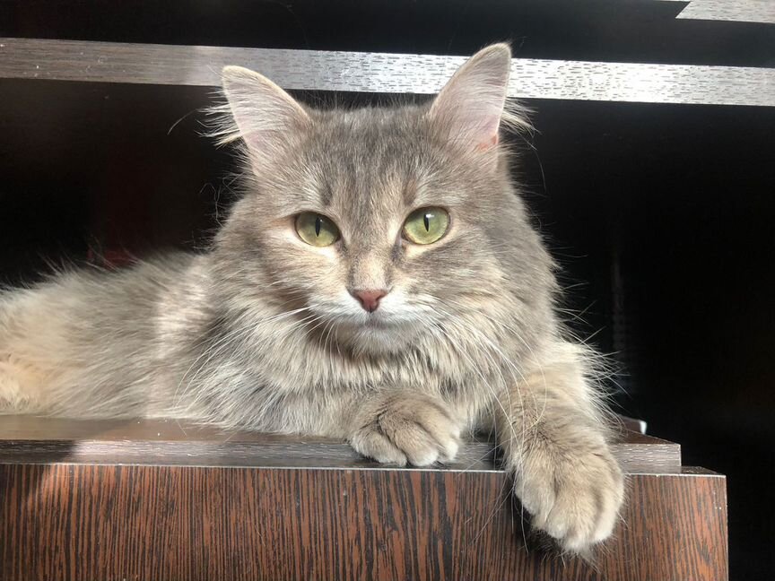 Кошка в дар