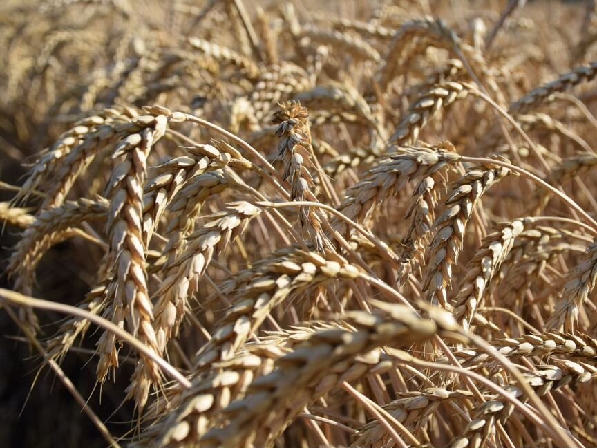 Зерно озимой пшеницы