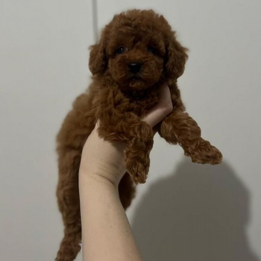 Той-пудель, щенок