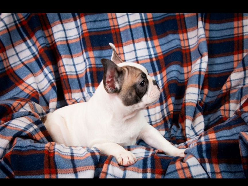 Французский бульдог щенки