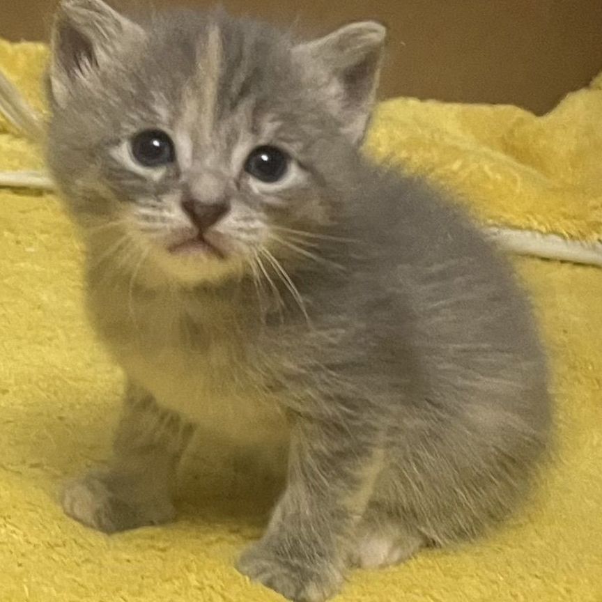 Котёнок от частного владельца