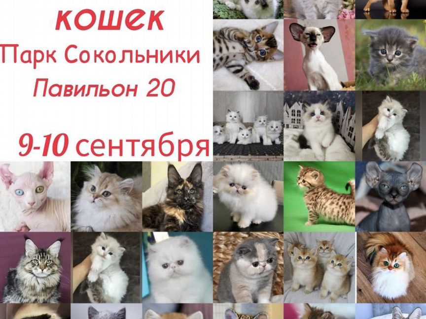 Рэгдолл на выставке кошек 9-10 сентября