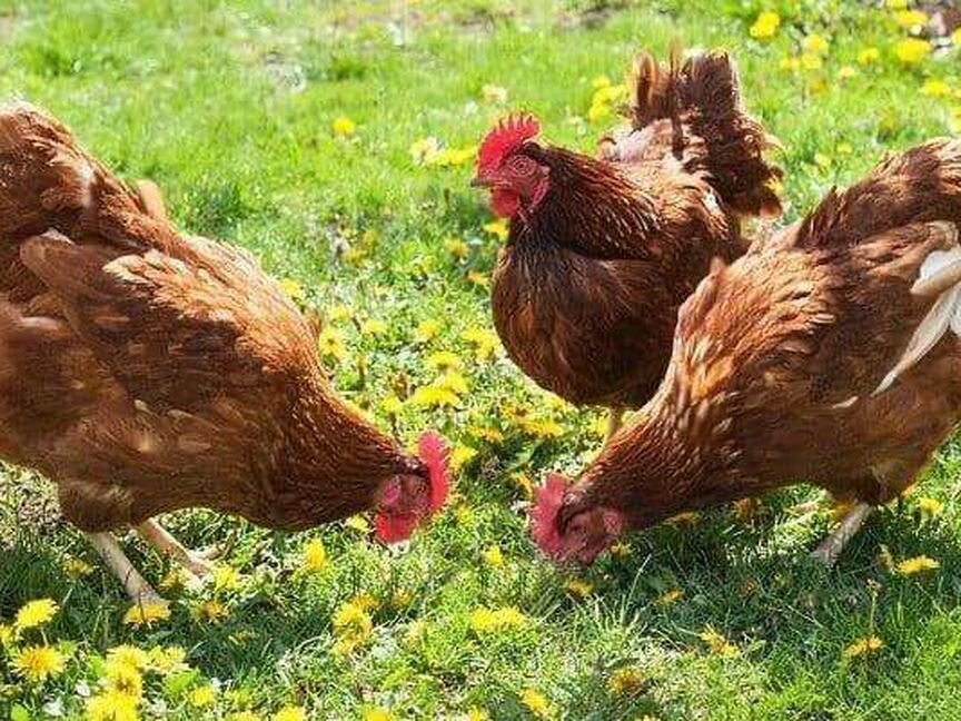 Куры несушки