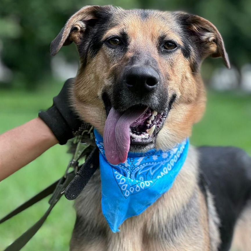 Собака ищет дом