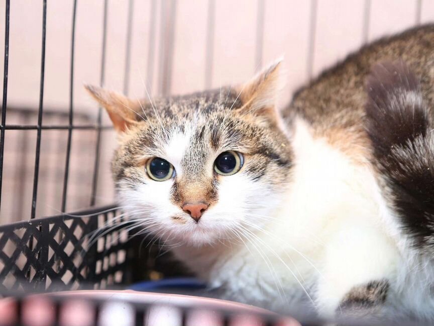 Молодая кошечка из приюта,разноцветная кошечка