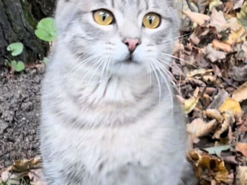 Котик Филя в добрые руки