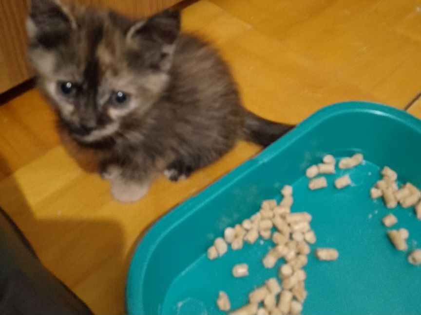 Малютки-котята