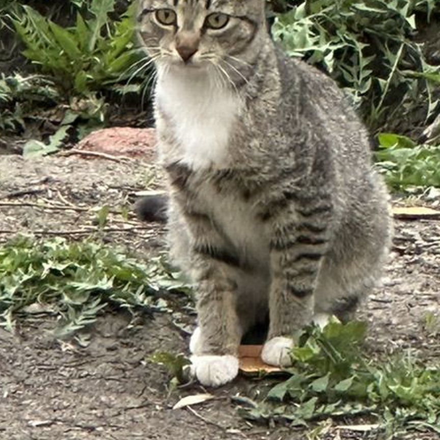 Котенок 6 месяцев