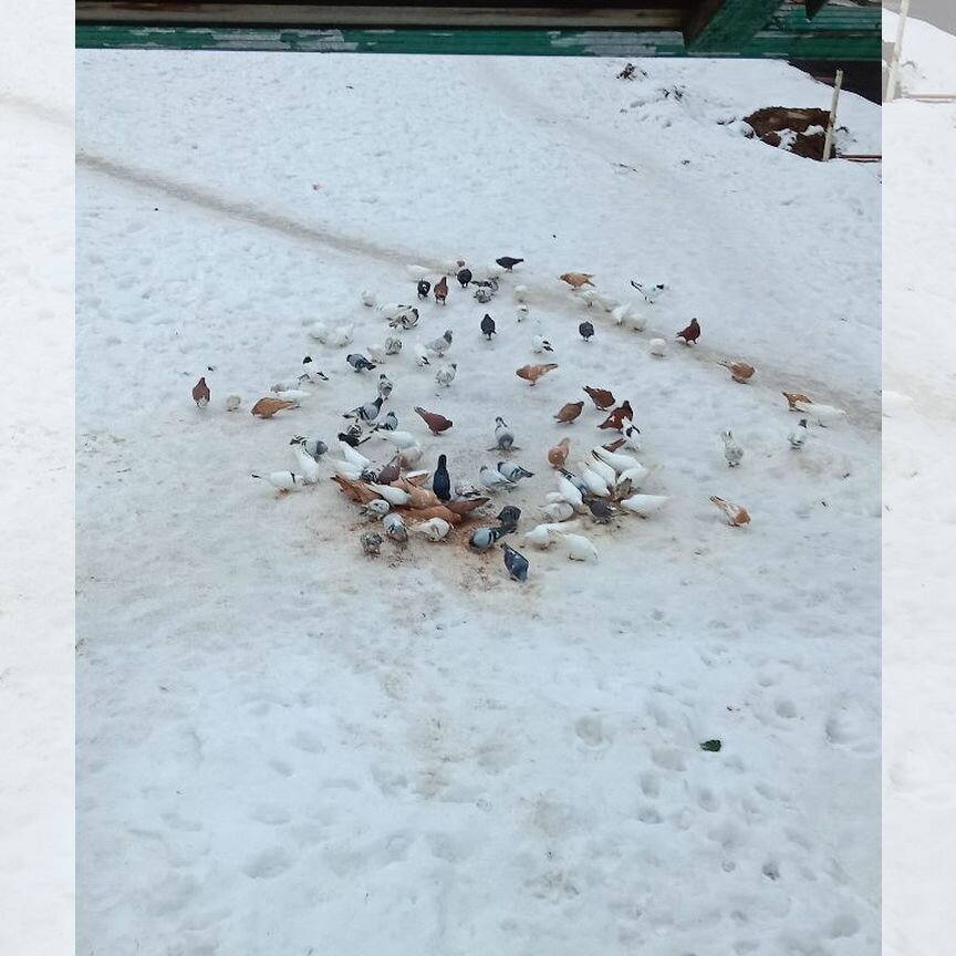 Продажа голубей