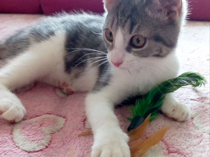 Котенок Шилопопик