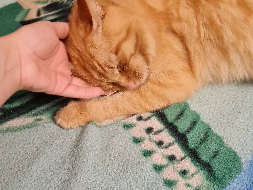 Кот рыжий