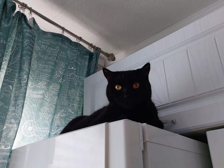 Британская кошечка в добрые руки