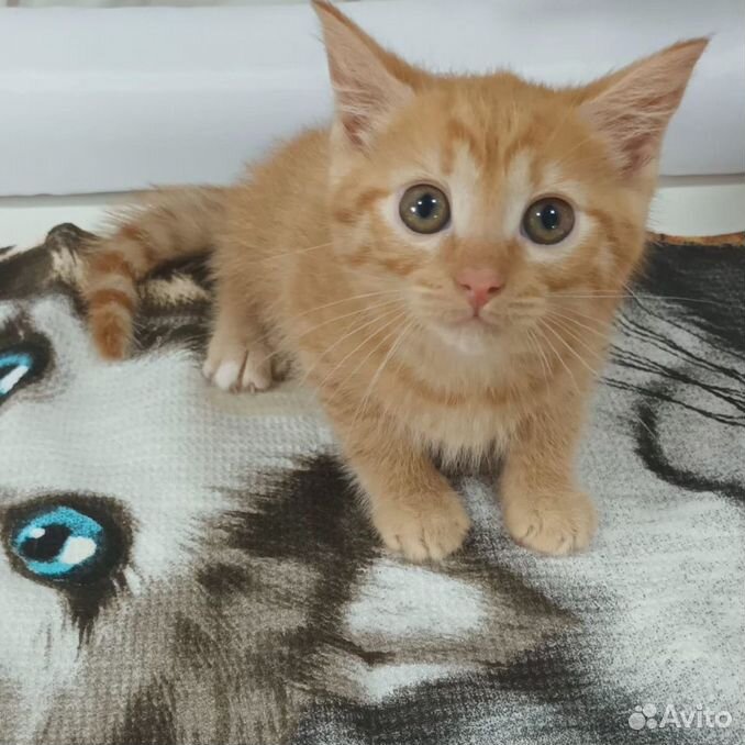 Рыжик-мальчик 2 мес в дар