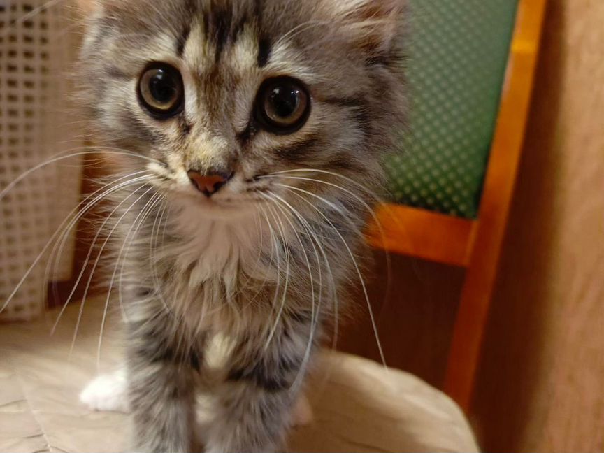 Котенок девочка, 4мес