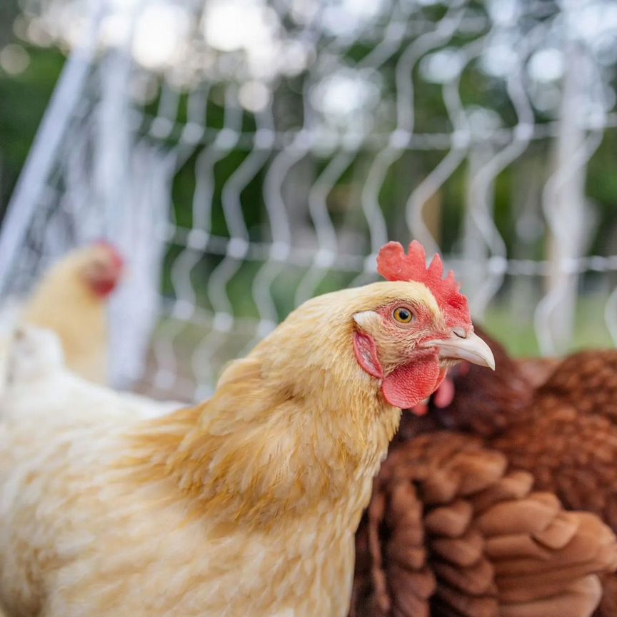 Куры несушки – ухоженные и здоровые