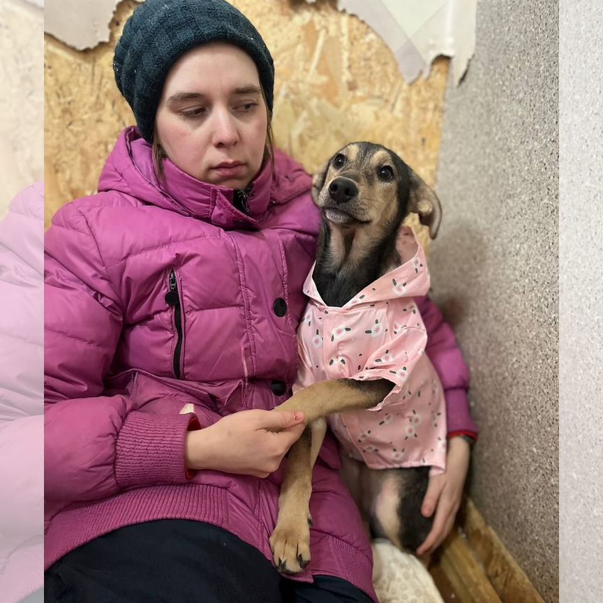 Щенок в добрые руки