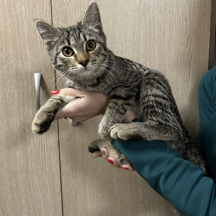 Котёнок в добрые руки